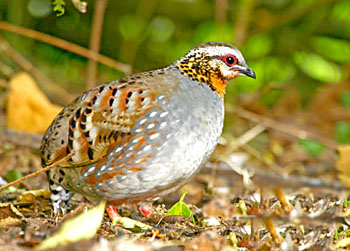 鹑族 Perdicini 蓝色动物学（中国动物学科普）